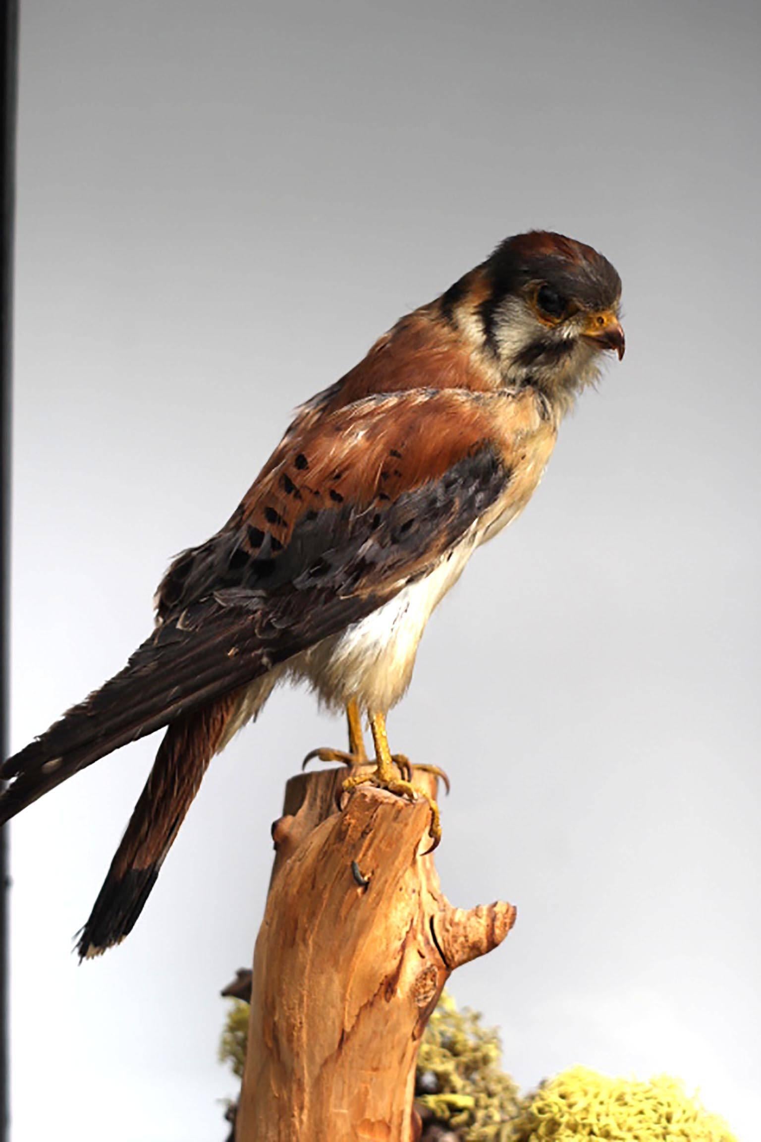 Early 20th Century Taxidermy Kestrel in Glass Case at 1stDibs
