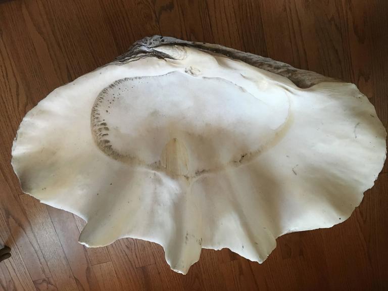 Tridacna Giga Shell at 1stDibs | tridacna shells
