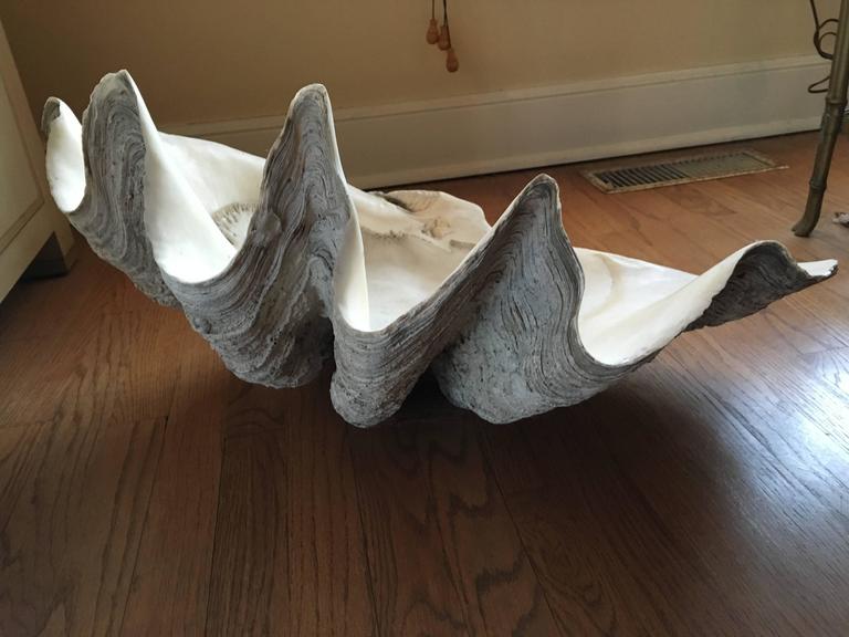 Tridacna Giga Shell at 1stDibs | tridacna shells