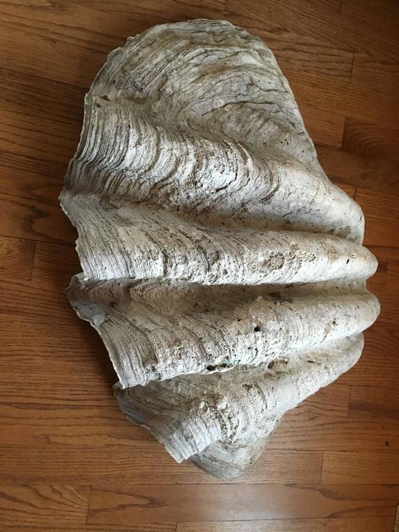 Tridacna Giga Shell at 1stDibs | tridacna shells