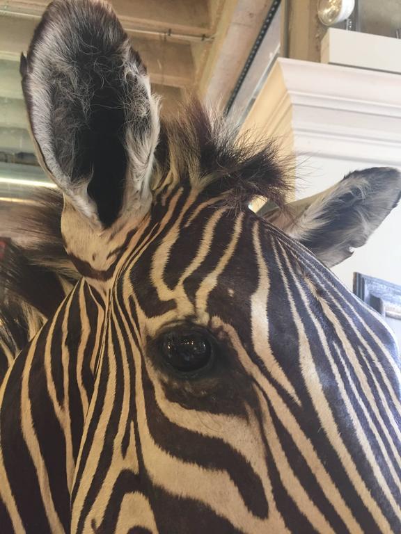 Zebra Mount Taxidermy at 1stDibs