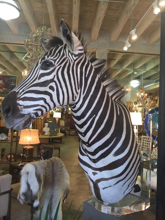 Zebra Mount Taxidermy at 1stDibs