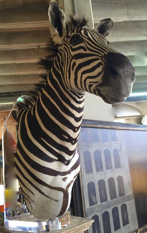 Zebra Mount Taxidermy at 1stDibs