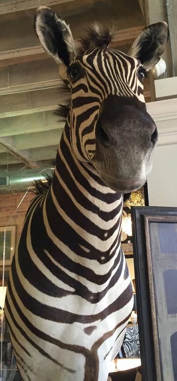 Zebra Mount Taxidermy at 1stDibs