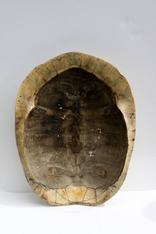 Early 19th Century Albino Tortoise Shell of a Loggerhead Turtle Wall ...