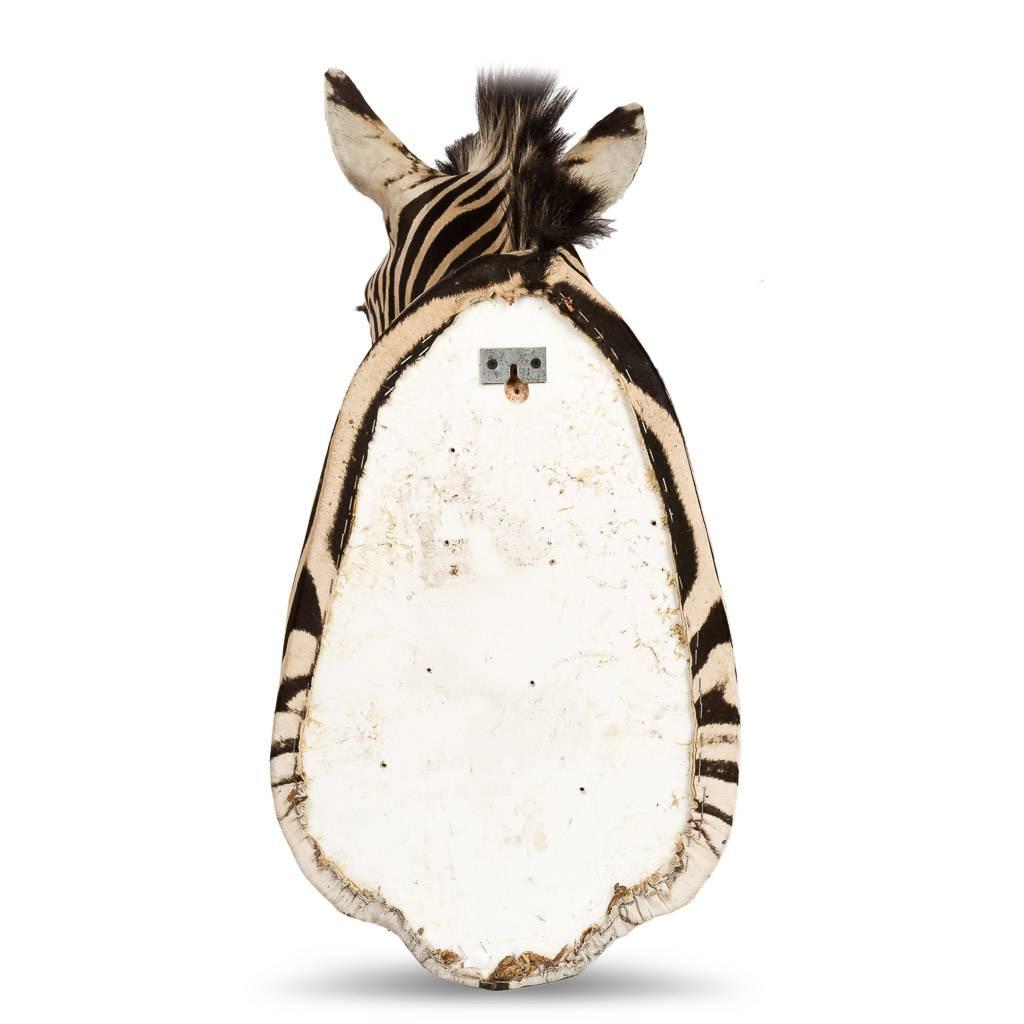 Rare African Taxidermy Large Burchell Zebra Head at 1stDibs
