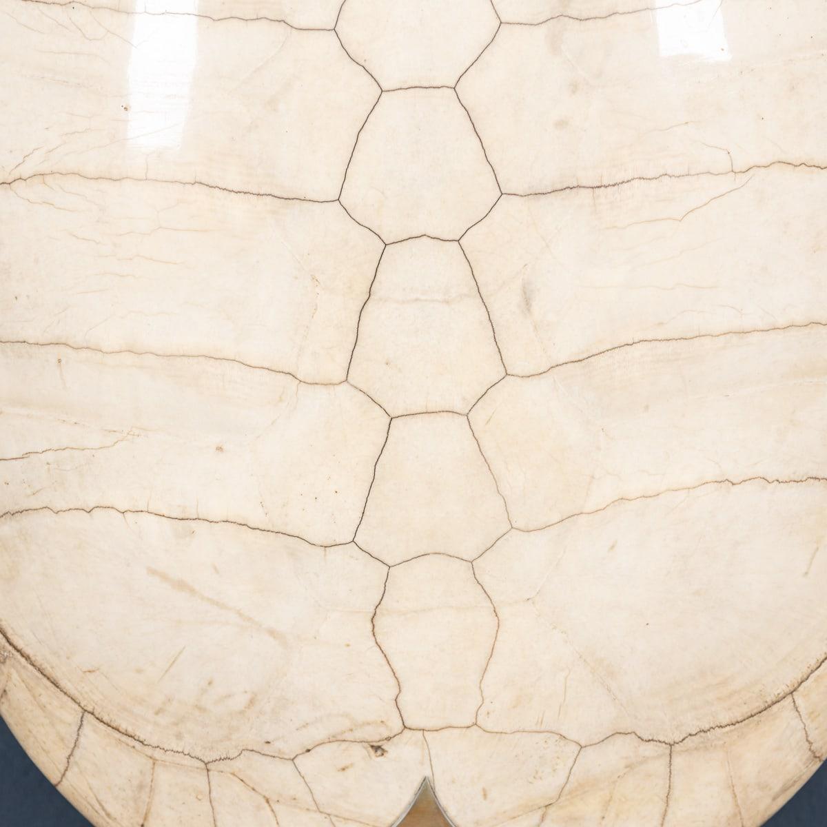 20thC "Blonde" Turtle Shell On A Metal Mount By Anthony Redmile, London ...