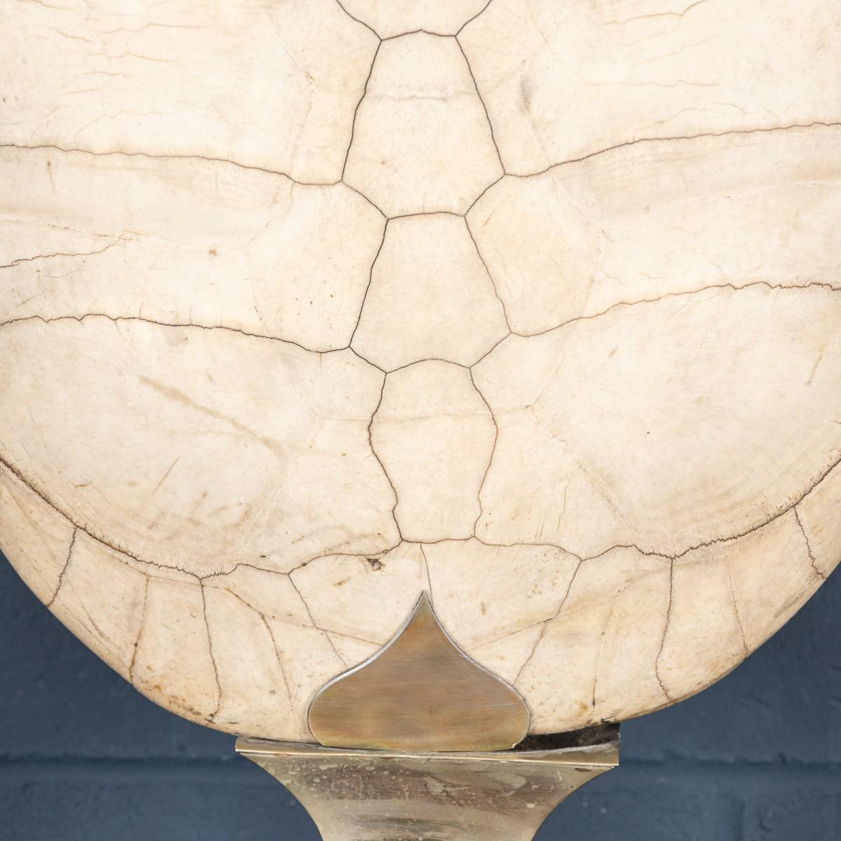 20thC "Blonde" Turtle Shell On A Metal Mount By Anthony Redmile, London ...