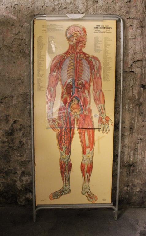 Medical Anatomy Chart Titled 'Thin Man' For Sale at 1stDibs | thin man ...