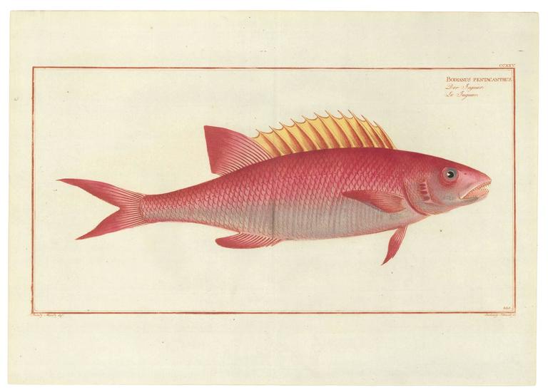 Set of Four Hand-Colored Fish Prints by Bloch, 1797 For Sale at 1stDibs