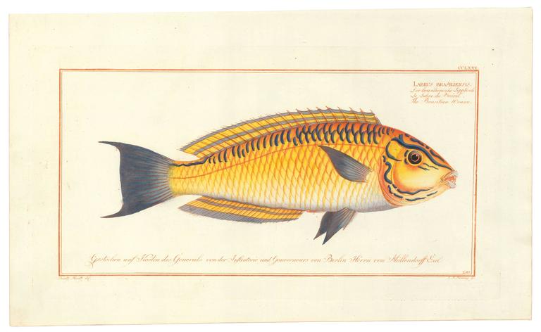 Set of Four Hand-Colored Fish Prints by Bloch, 1797 For Sale at 1stDibs