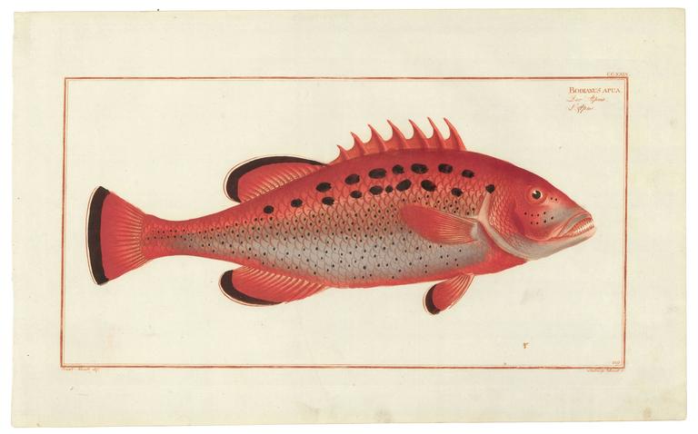 Set of Four Hand-Colored Fish Prints by Bloch, 1797 For Sale at 1stDibs