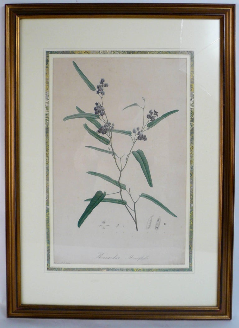 Pair of Framed Botanical Prints by Pierre Joseph Redoute at 1stDibs