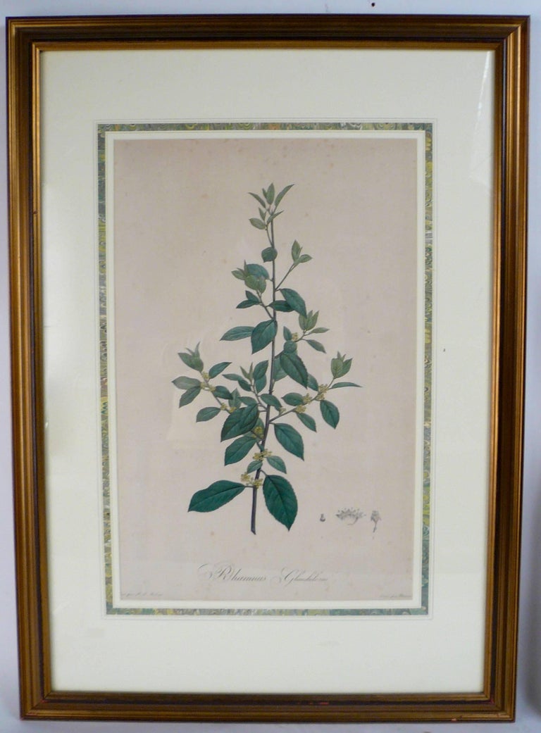 Pair of Framed Botanical Prints by Pierre Joseph Redoute at 1stDibs