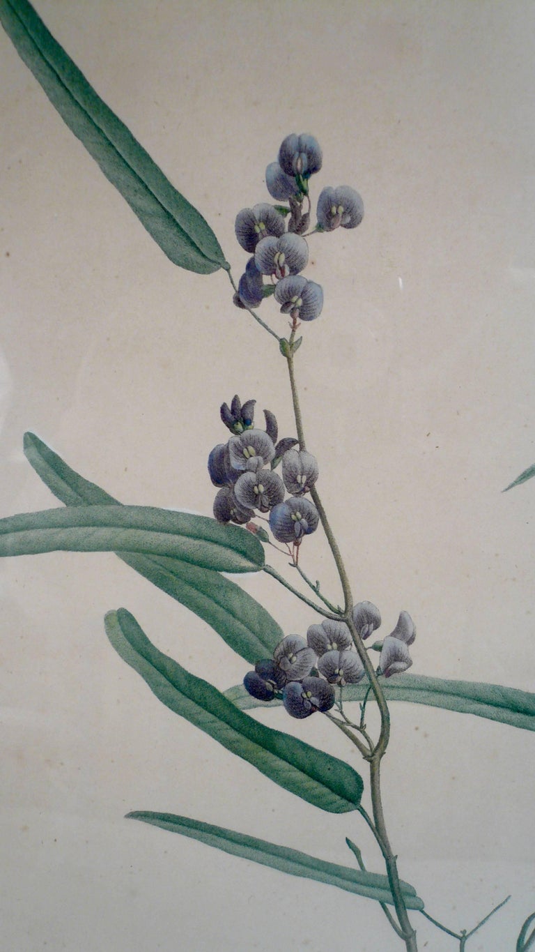 Pair of Framed Botanical Prints by Pierre Joseph Redoute at 1stDibs