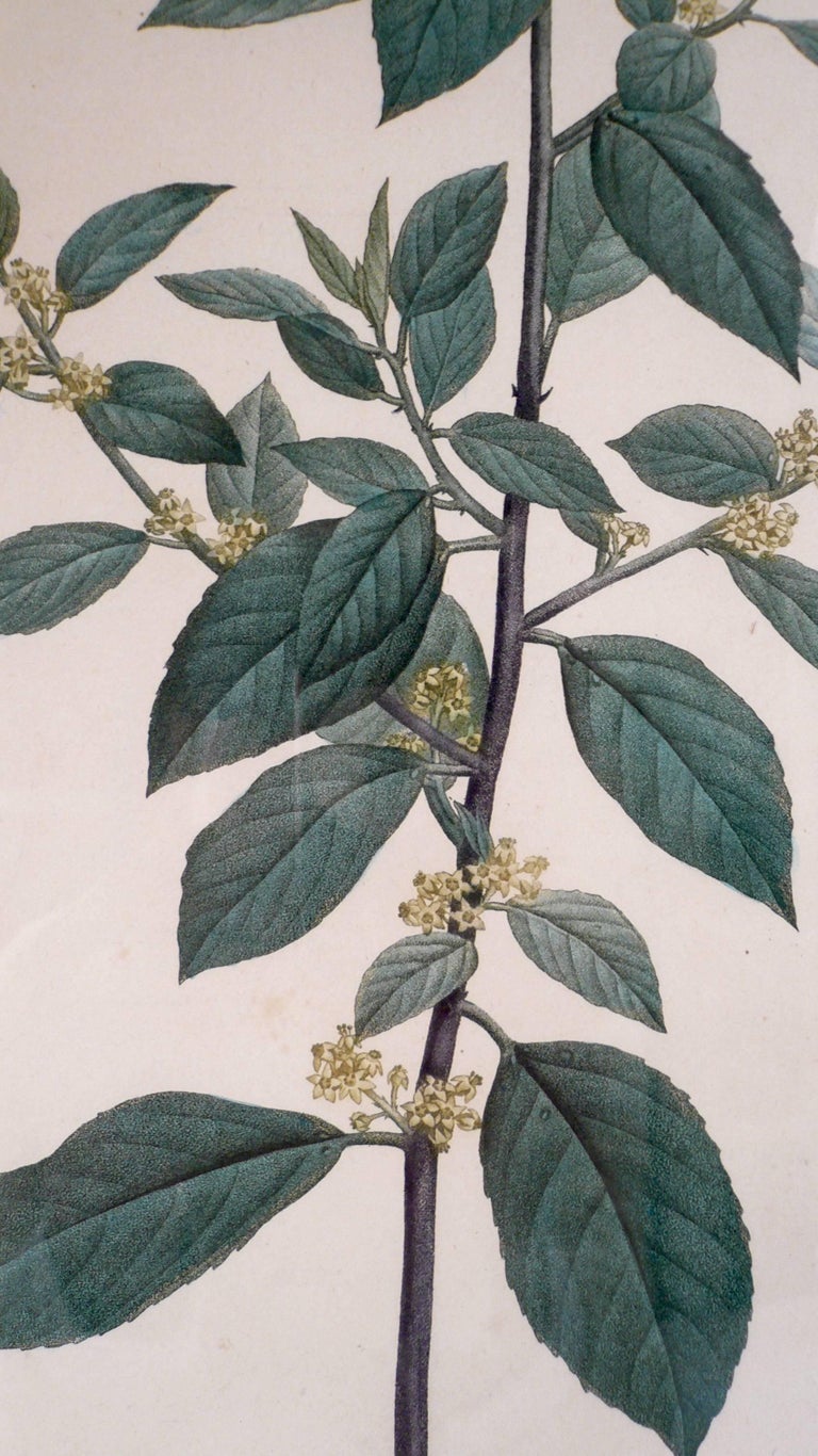 Pair of Framed Botanical Prints by Pierre Joseph Redoute at 1stDibs