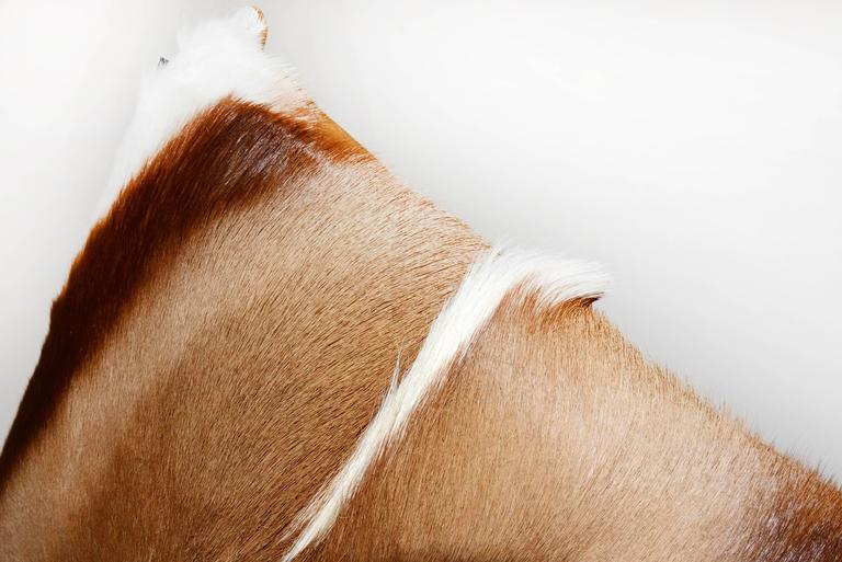 Springbok Cushion, Real Fur For Sale at 1stDibs | springbok fur