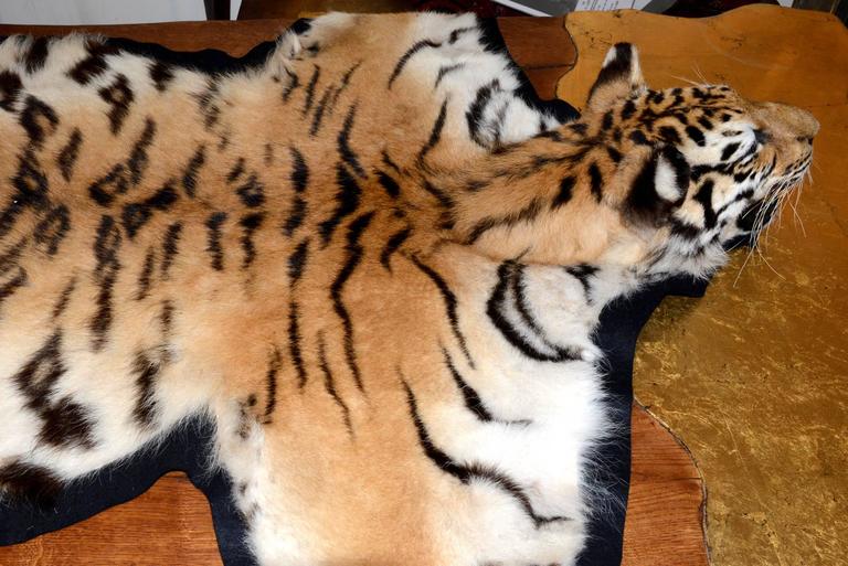 Tiger Carpet with Real Bengal Tiger Skin For Sale at 1stdibs