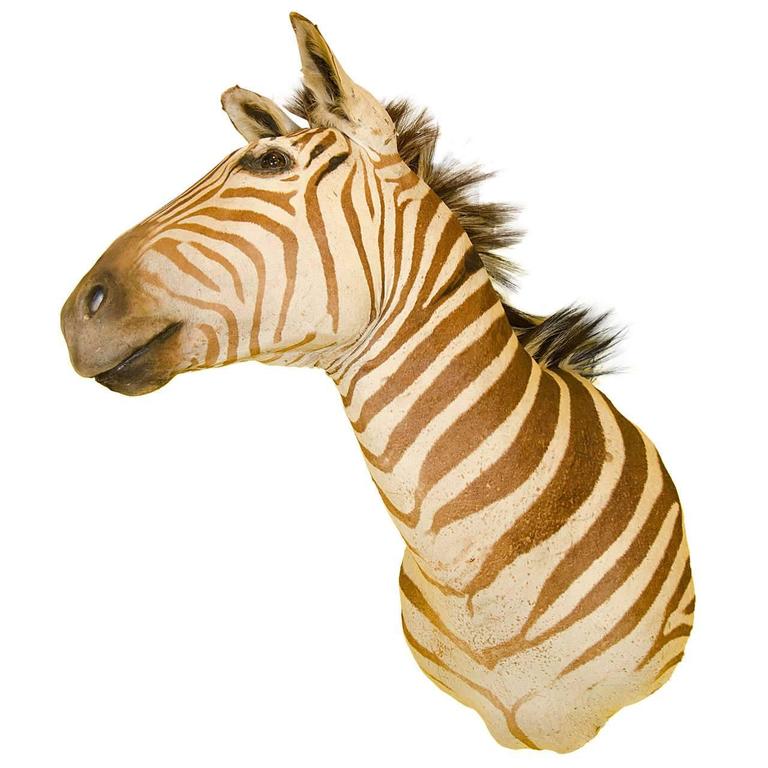 Taxidermy of Zebra Head, Tanzania, circa 1960s For Sale at 1stDibs
