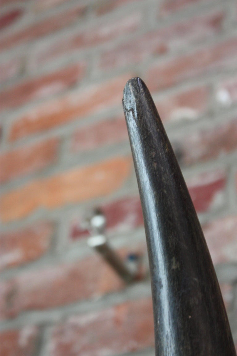 Collection of Animal Horn and Skull Taxidermy Mounts at 1stDibs