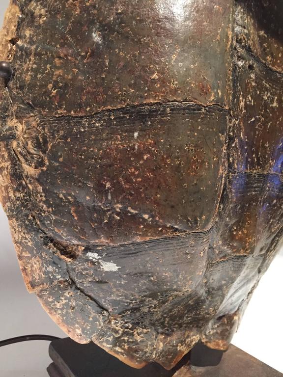 Pair of Turtle Shell and Iron Lamps at 1stDibs