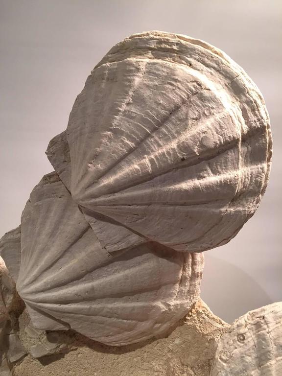 Large Mounted Prehistoric Pecten Fossil Specimen from the Carboniferous ...