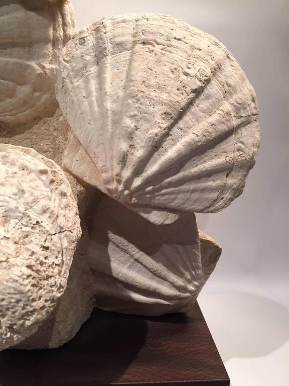 Large Mounted Prehistoric Pecten Fossil Specimen from the Carboniferous ...