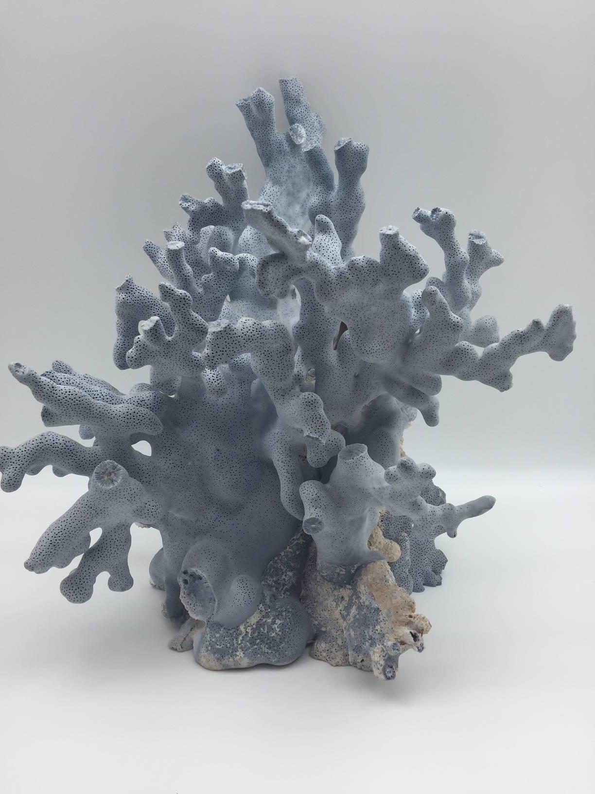 Very Large Natural Blue Coral Specimen from the Solomon Islands at ...