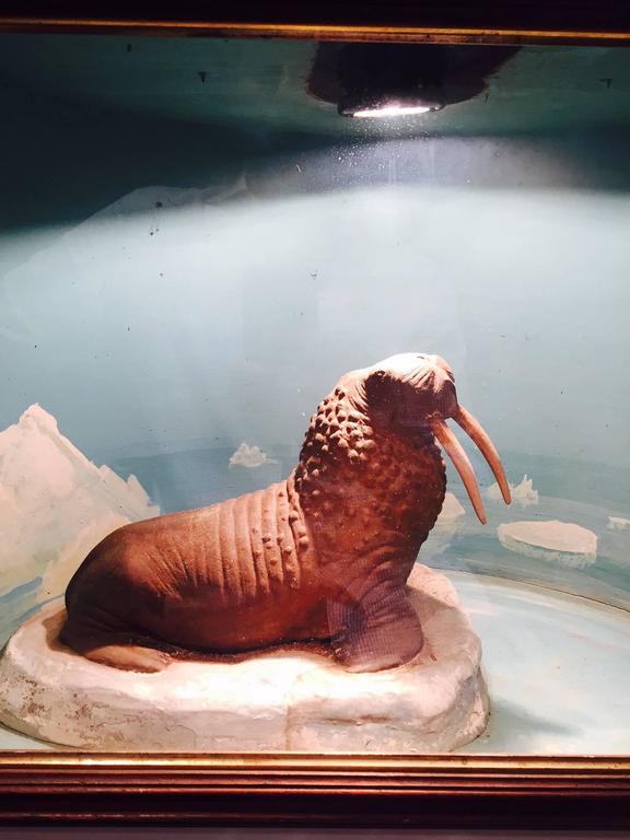 Vintage Walrus Diorama, De-Accessioned from a West Hartford Museum at ...