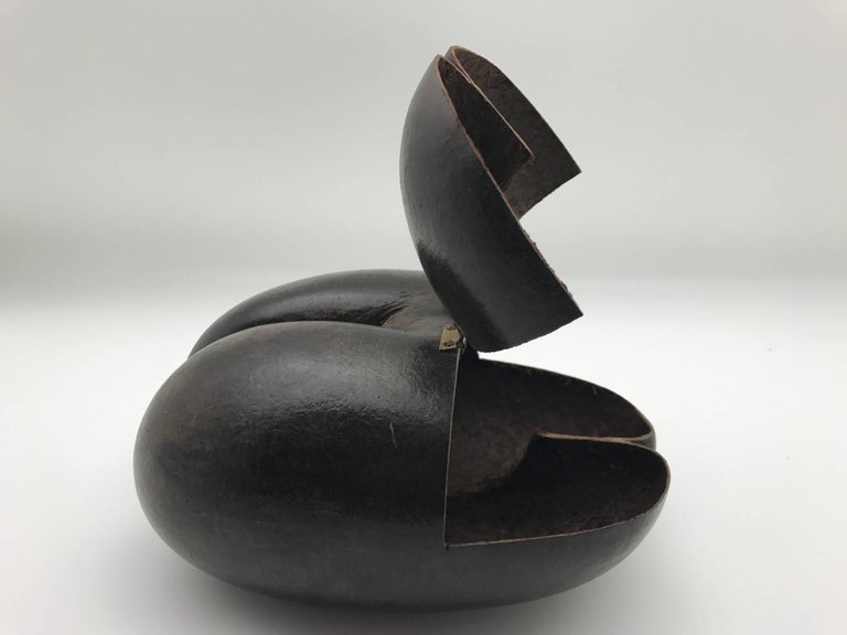 Coco De Mer Naturally Anthropomorphically Shaped Hinged Box from the ...