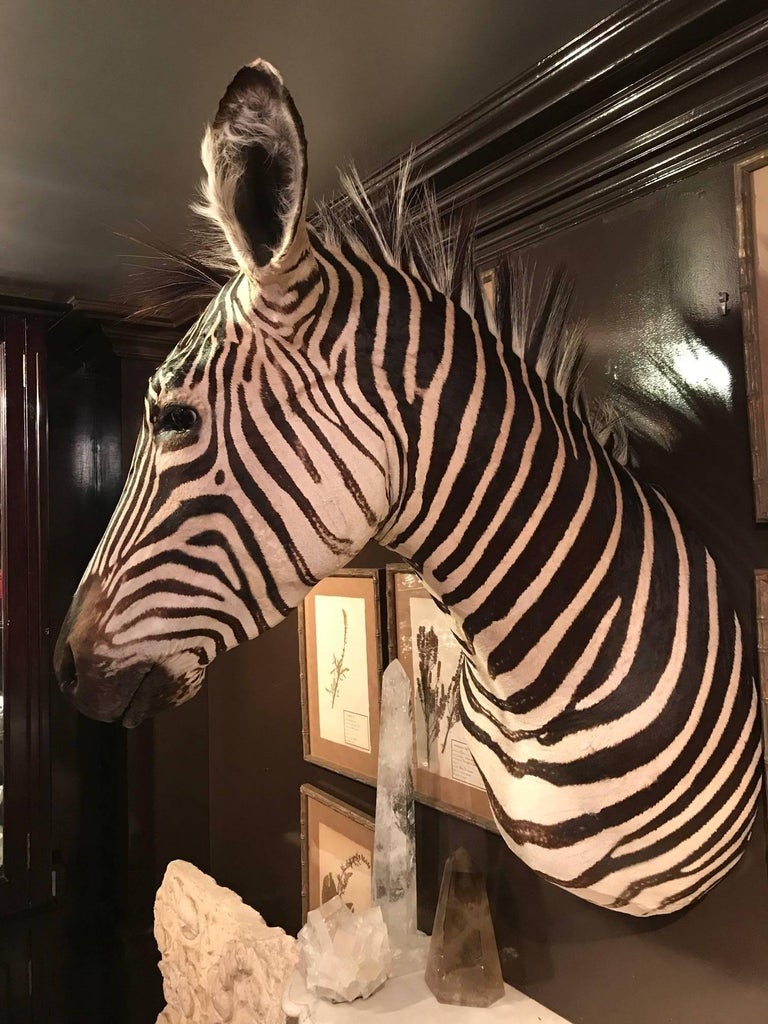 Premier Quality Taxidermy Burchell's Zebra Shoulder Mount from South ...