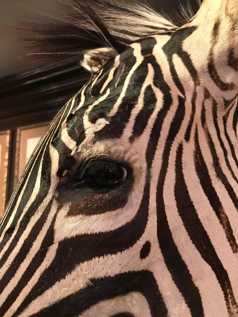 Premier Quality Taxidermy Burchell's Zebra Shoulder Mount from South ...