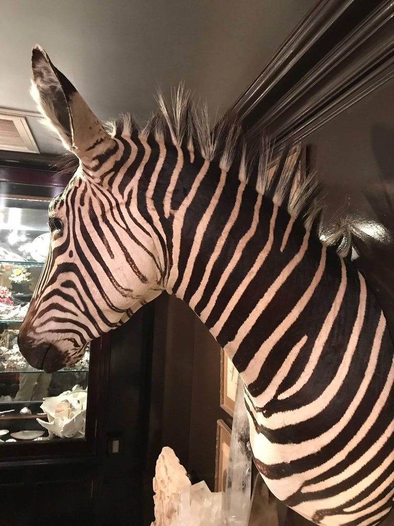 Premier Quality Taxidermy Burchell's Zebra Shoulder Mount from South ...
