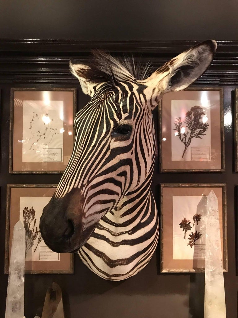 Premier Quality Taxidermy Burchell's Zebra Shoulder Mount from South ...