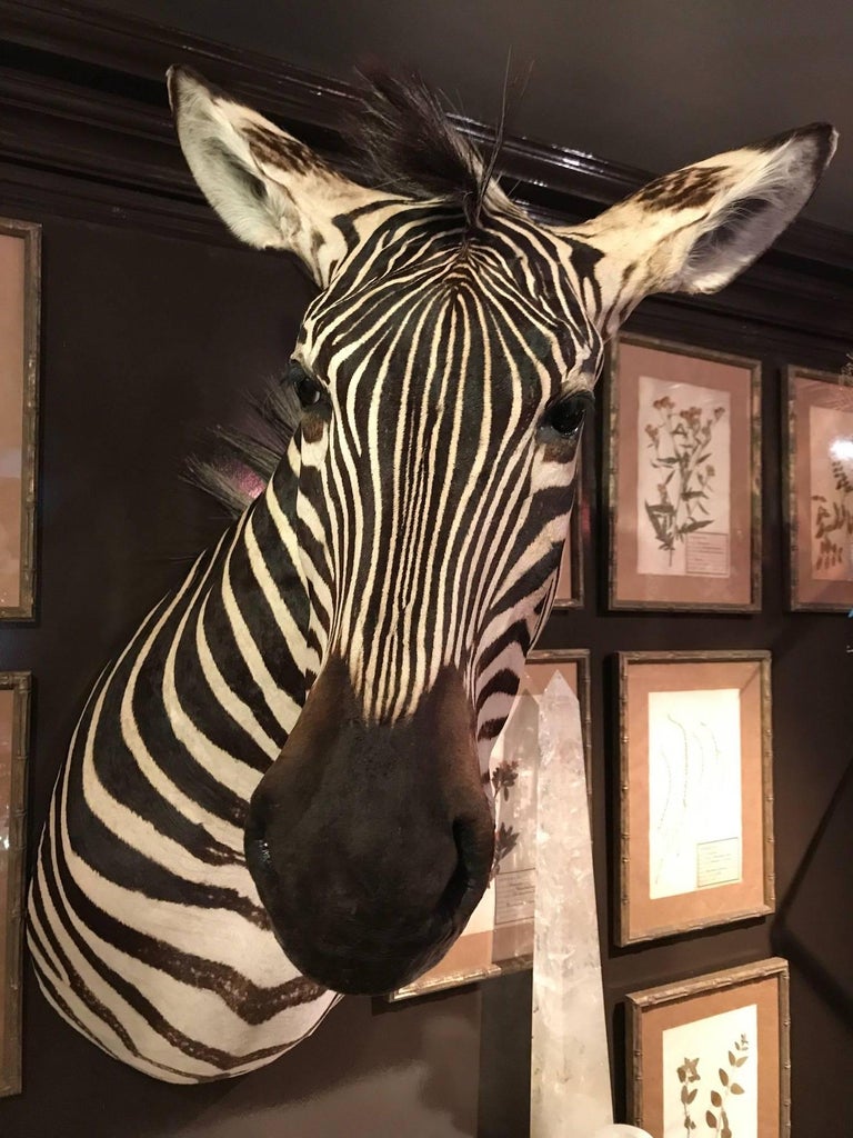 Premier Quality Taxidermy Burchell's Zebra Shoulder Mount from South ...