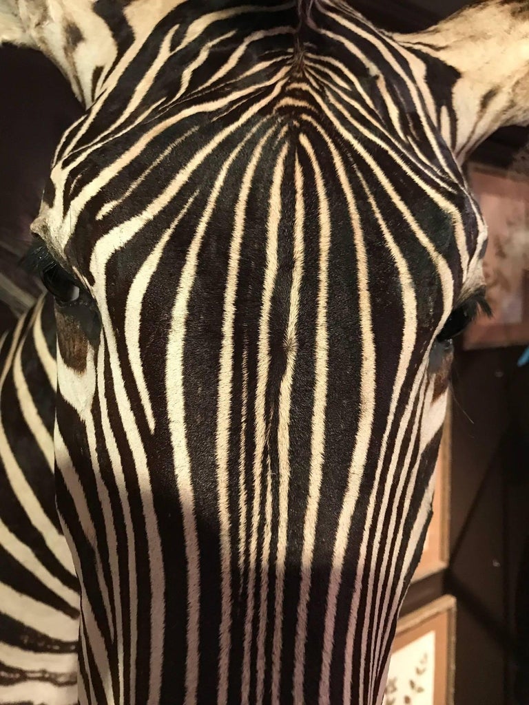 Premier Quality Taxidermy Burchell's Zebra Shoulder Mount from South ...