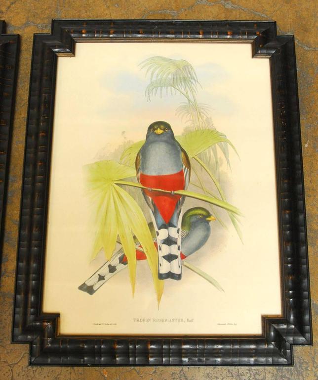 Pair of J. Gould Framed Prints by Hullmandel and Walton at 1stDibs