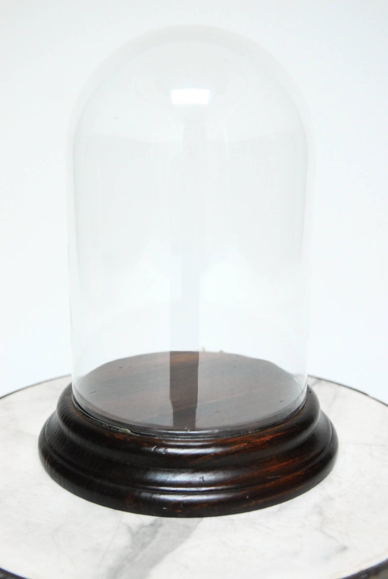 Large Glass Cloche Dome Bell Jar with Mahogany Base at 1stDibs