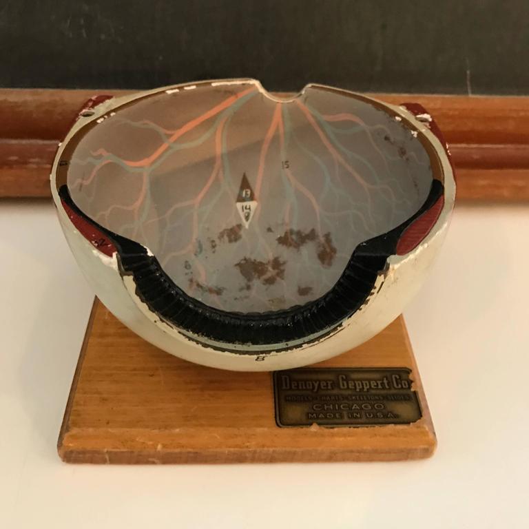 Denoyer-Geppert Co. Anatomical Educational Eye Model at 1stDibs