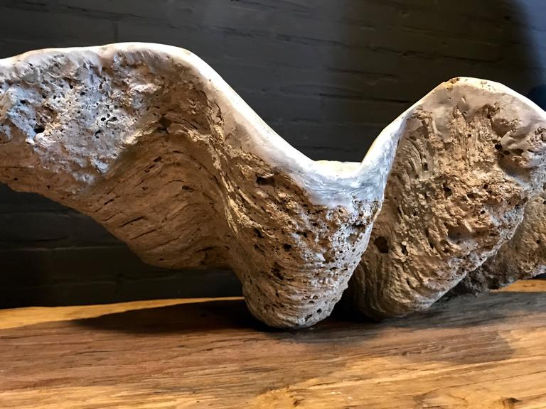 Giant Clam 'Tridacna Gigas' Fossil at 1stDibs | giant clam fossil