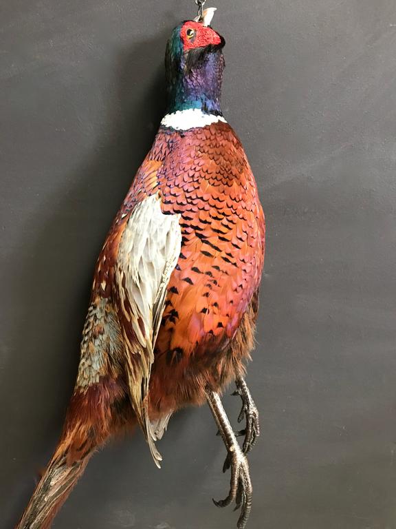 Hanging Pheasant For Sale at 1stdibs