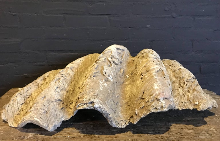 Fossil, Giant Clam 'Tridacna Gigas'. at 1stDibs