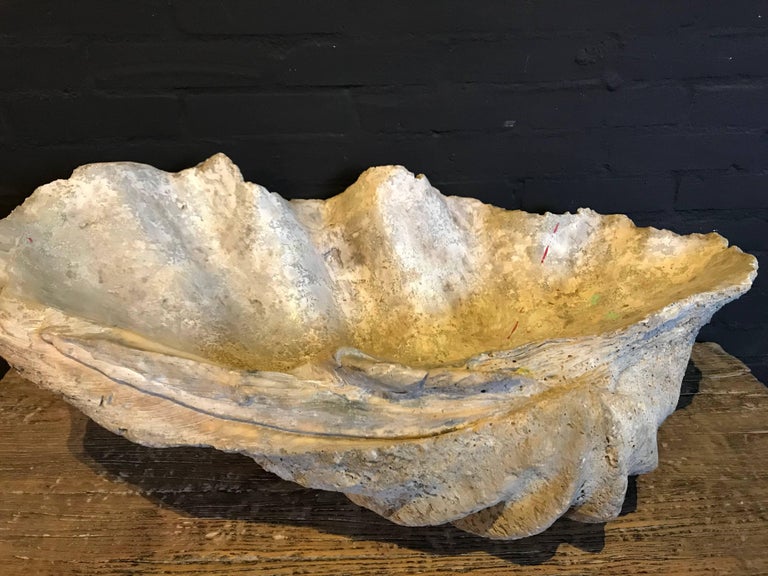 Fossil, Giant Clam 'Tridacna Gigas'. at 1stDibs