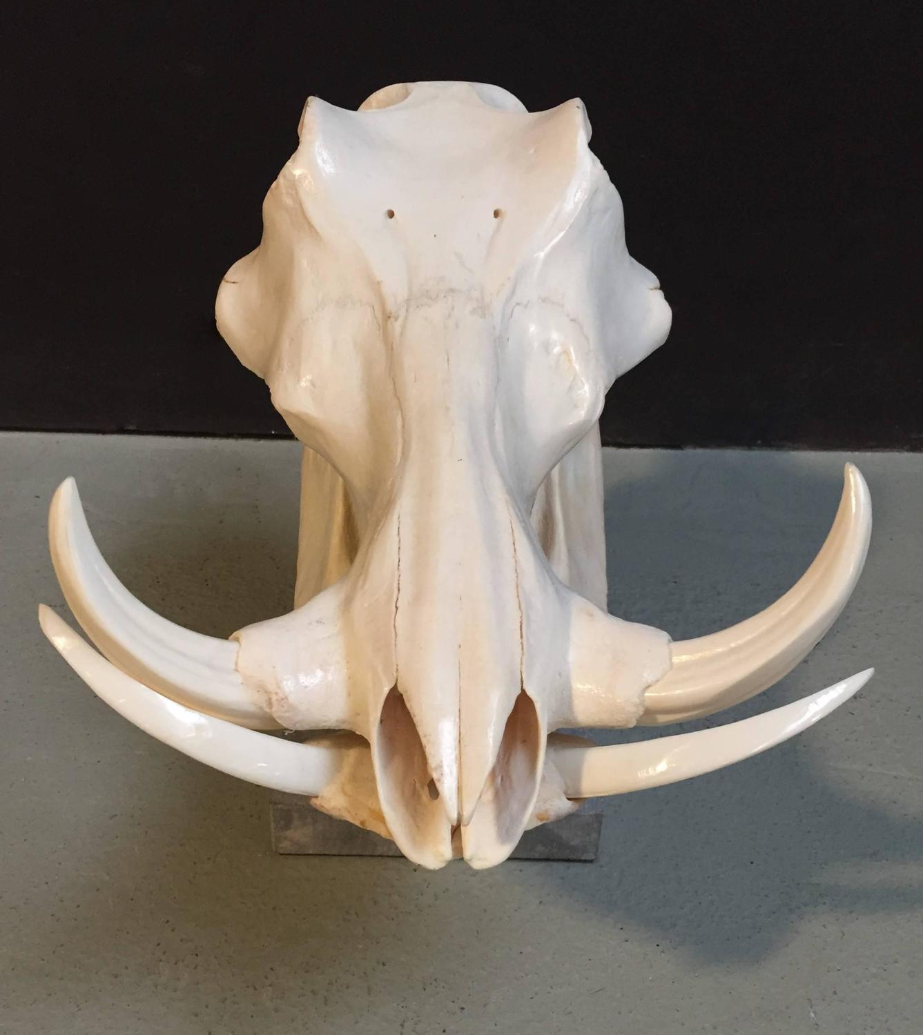 Warthog Skull on a Pedestal For Sale at 1stdibs