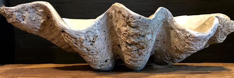 Giant Clam 'Tridacna Gigas' Fossil at 1stDibs | giant clam fossil