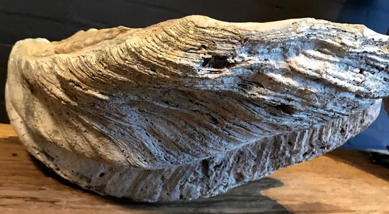 Giant Clam 'Tridacna Gigas' Fossil at 1stDibs | giant clam fossil