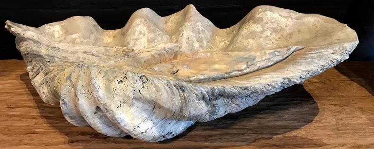 Giant Clam 'Tridacna Gigas' Fossil at 1stDibs | giant clam fossil