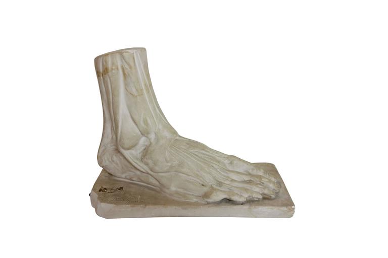 Plaster Foot Educational Model by Sculpture House at 1stDibs