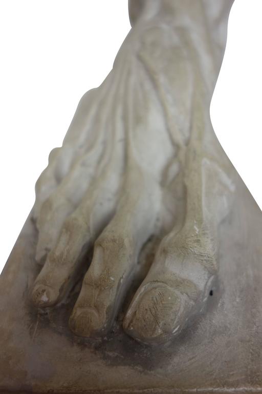Plaster Foot Educational Model by Sculpture House at 1stDibs