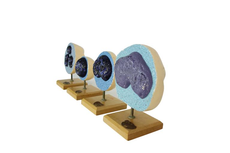 Set of Four Mueller-Ward 3d Cellular Mitosis Biology Models Copyright ...
